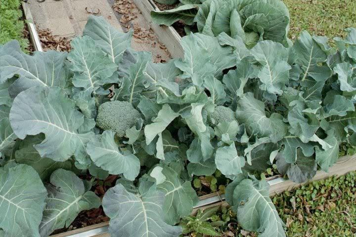 1000 CALABRESE BROCCOLI ITALIAN Green Sprouting Vegetable Brassica ...