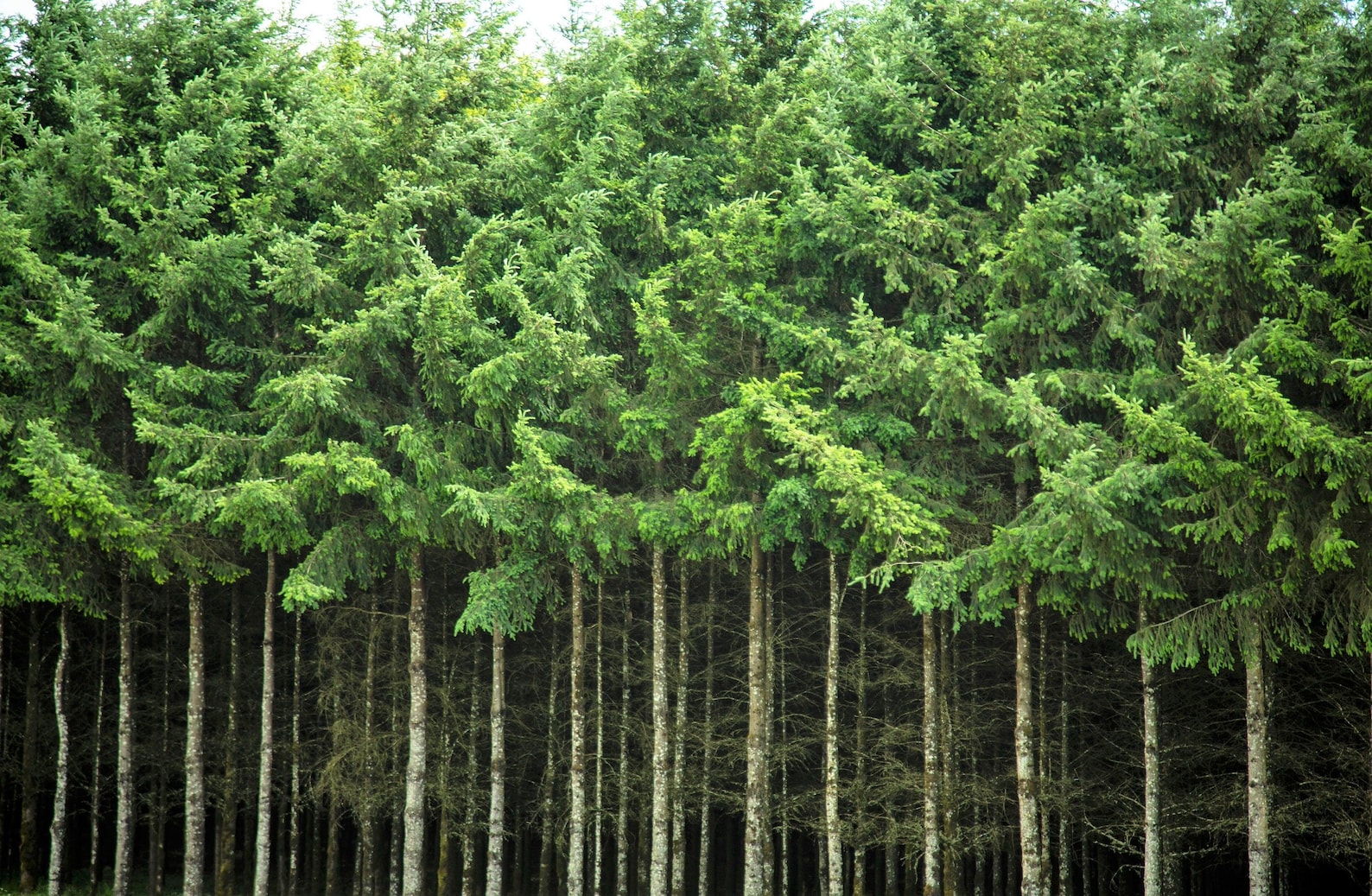 20 DOUGLAS FIR Tree Abies Pseudotsuga Menziesii Christmas Tree Blue ...
