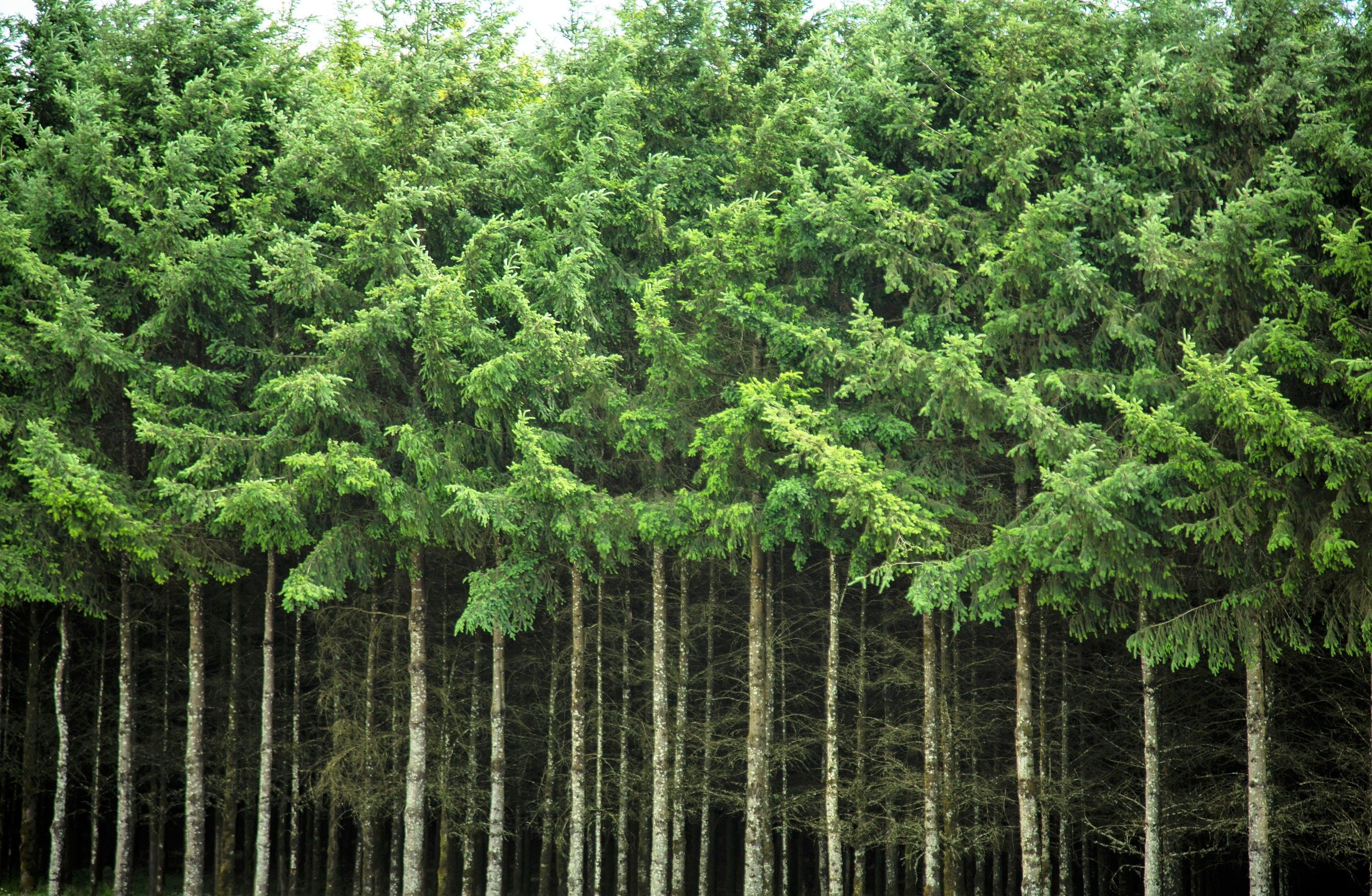 20 DOUGLAS FIR Tree Abies Pseudotsuga Menziesii Christmas Tree Blue ...