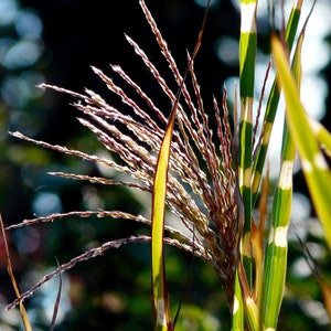 10 ZEBRA GRASS Variegated Maiden Grass Miscanthus Sinensis Zebrinus Aka ...