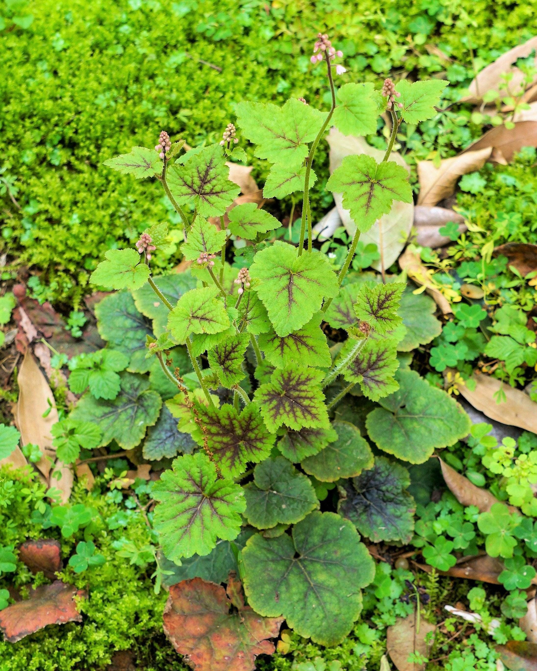 20 FILIGRAN FOAMFLOWER White - Pink Tiarella Polyphylla Laceflower ...