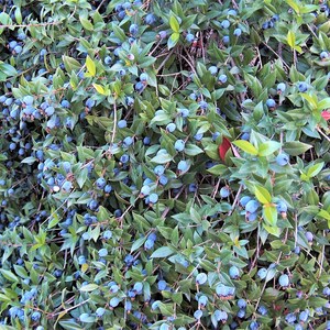 20 TRUE MYRTLE Myrtus Communis Aka Common & Sweet Myrtle Fragrant White ...