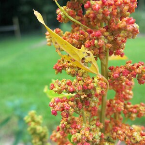 100 Organic BRILLIANT RAINBOW QUINOA Mix Mixed Colors Chenopodium Grain ...