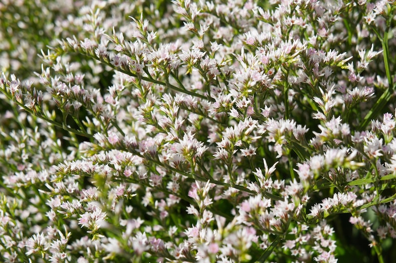 30 GERMAN STATICE White Sea Lavender Goniolimon Tataricum Limonium ...