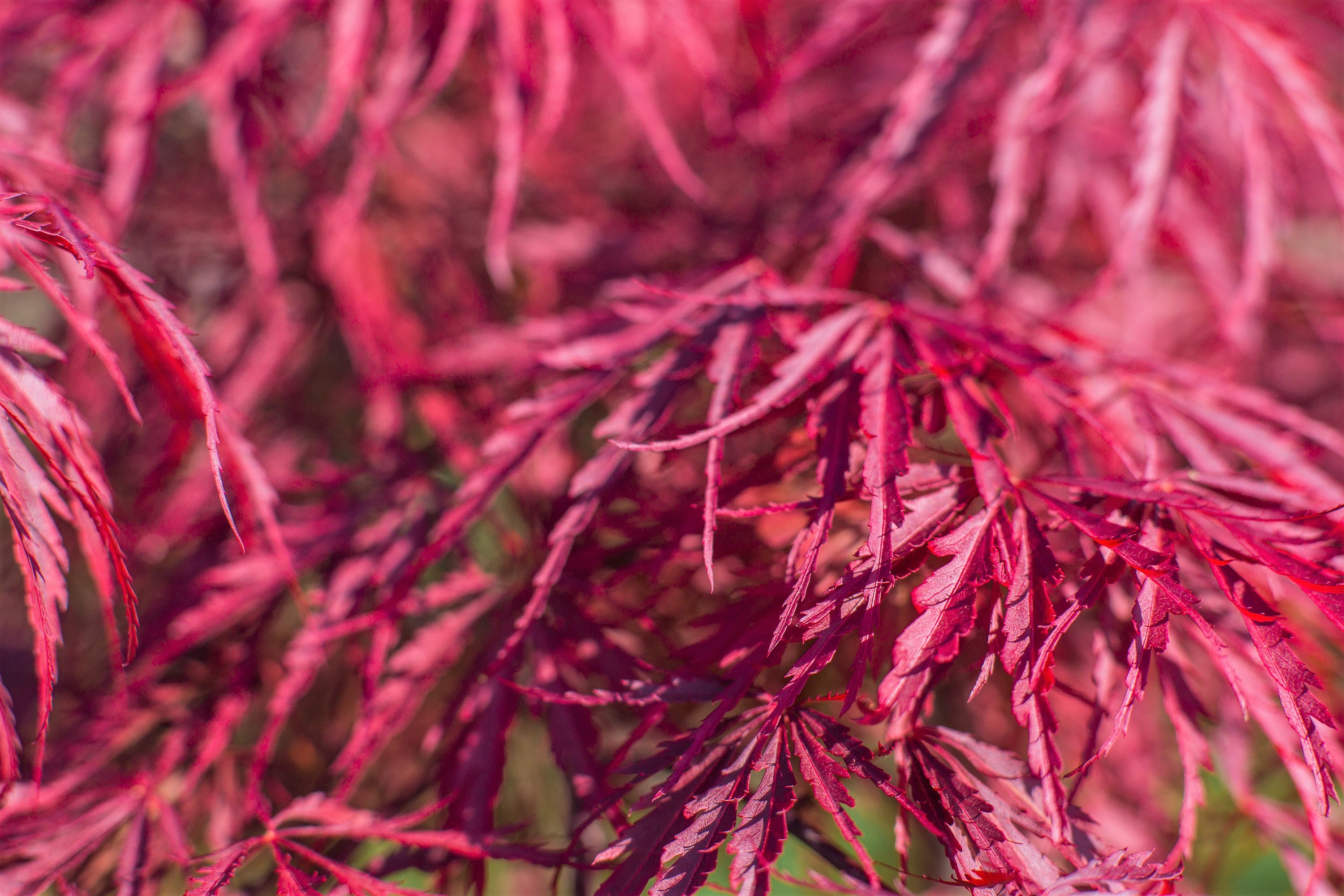 Red Lace Japanese Maple Tree