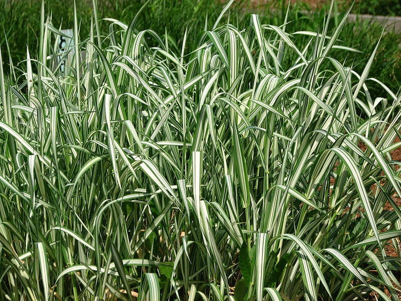 1000 Variegated RIBBON GRASS Reed Canary Phalaris Arundinacea - Etsy