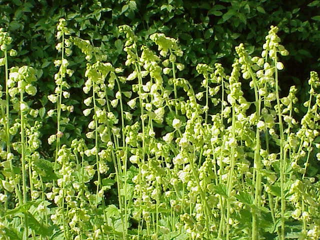25 FRINGECUP Tellima Grandiflora Odorata Bigflower Fringe Cup | Etsy