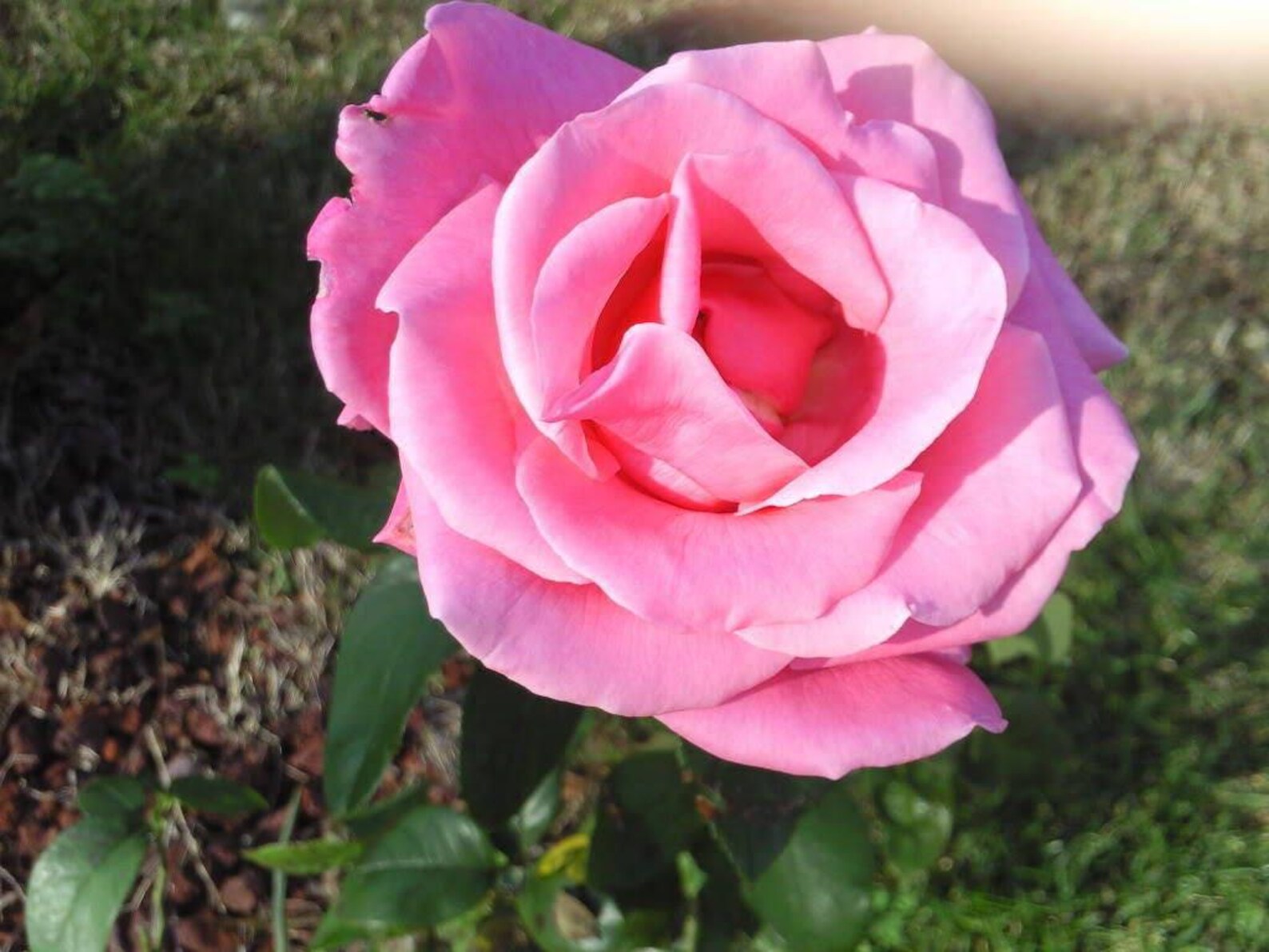 5 PINK ROSE Rosa Bush Shrub Perennial Flower Seeds - Etsy