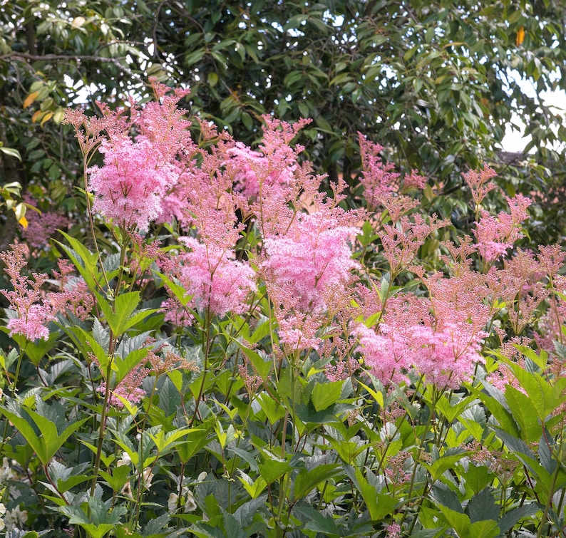10 QUEEN of THE PRAIRIE Pink Meadowsweet Filipendula Rubra - Etsy