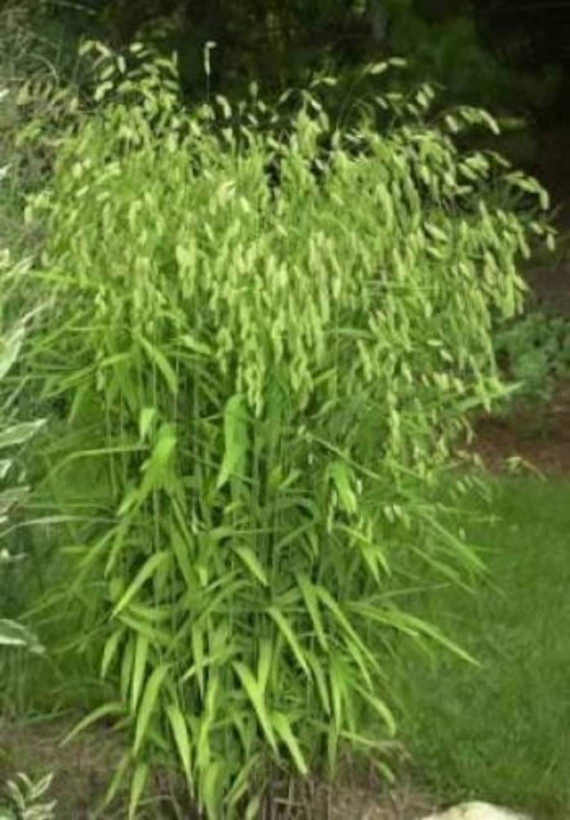 100 NORTHERN SEA OATS Grass Inland Chasmanthium Seeds | Etsy