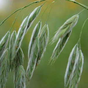 100 PRAIRIE BROME Arctic Brome Ornamental Grass Bromus Kalmii Seeds - Etsy