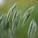 100 PRAIRIE BROME Arctic Brome Ornamental Grass Bromus Kalmii Seeds - Etsy