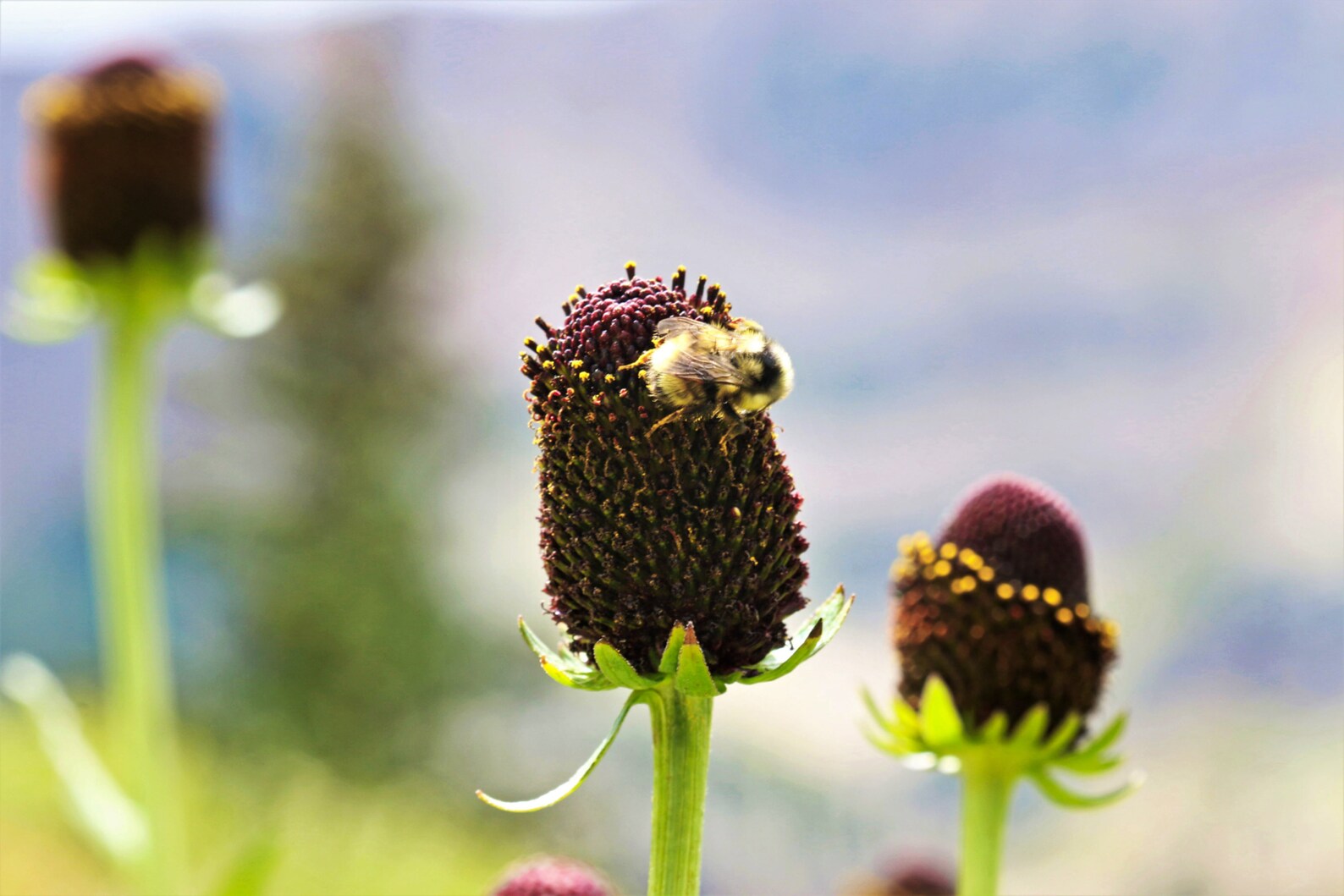 30 WESTERN CONEFLOWER Rudbeckia Occidentalis Green Wizard Aka - Etsy
