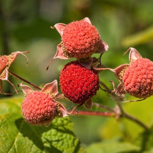 50 THIMBLEBERRY Rubus Parviflorus Edible Red Berry Fruit Native White ...