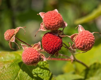 Thimbleberry Plant, Rubus Parviflorus, PNW Native Edible Berry - Etsy