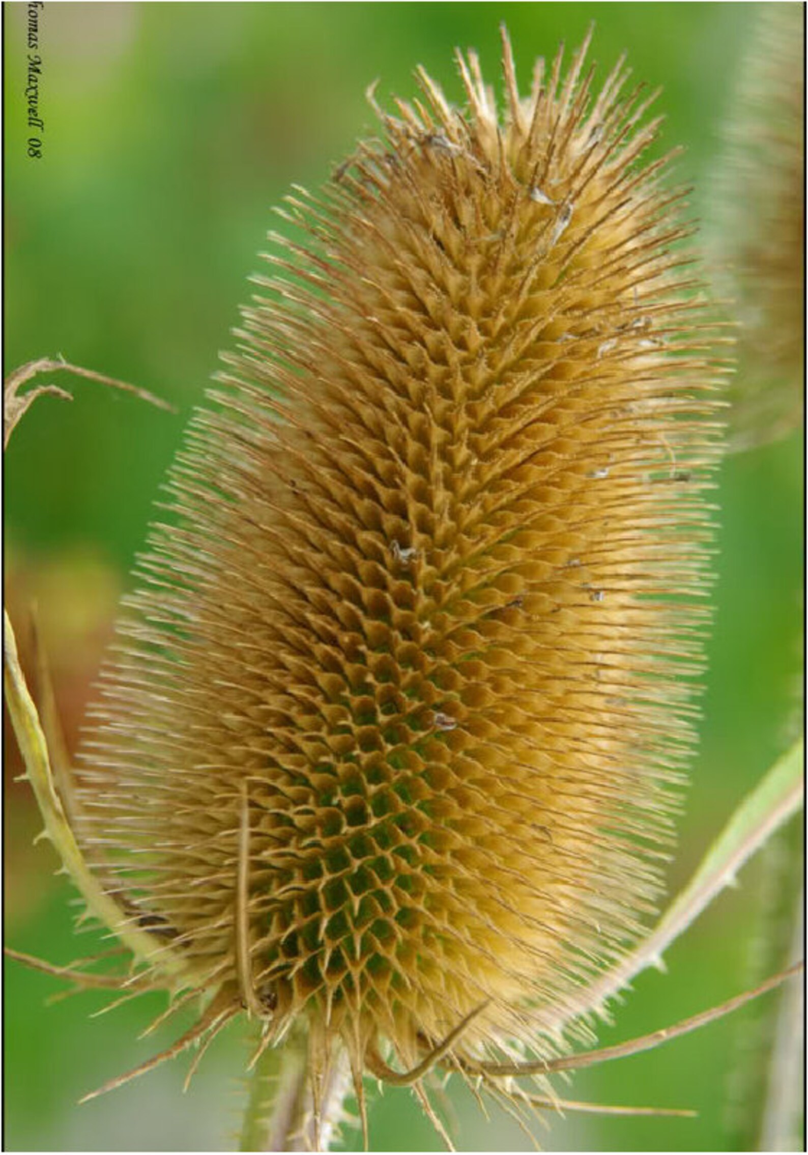 75 FULLERS TEASEL Indian Teasel Dipsacus Sativus White Flower | Etsy