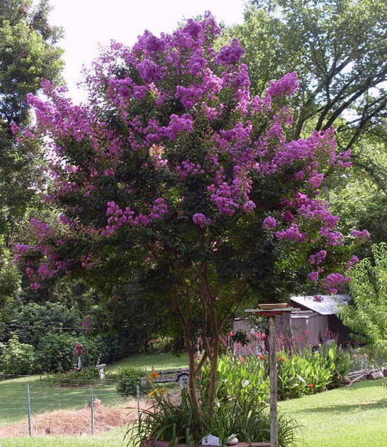 35 PURPLE CREPE MYRTLE Lagerstroemia Indica Flowering Shrub - Etsy