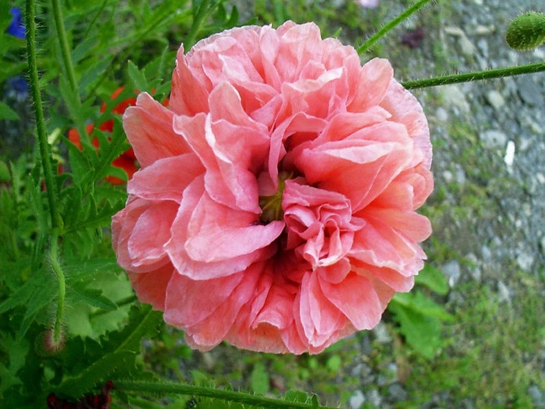 100 Flemish Antique PEONY POPPY MIXED Colors Papaver - Etsy Canada