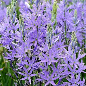 20 Blue LARGE CAMAS Camassia Leichtlinii Great Camass Quamasia Native ...