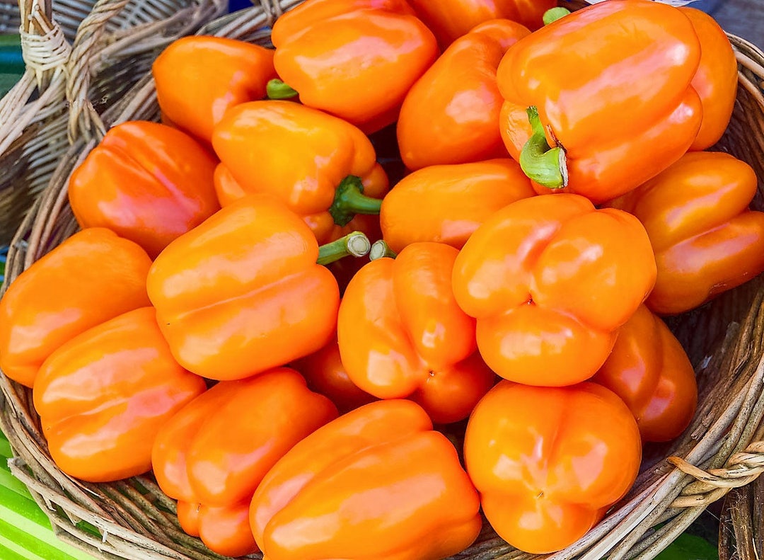 100 ORANGE King BELL PEPPER Sweet Capsicum Annuum Vegetable Seeds - Etsy