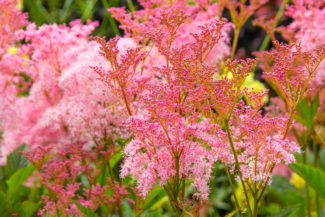 10 QUEEN of THE PRAIRIE Pink Meadowsweet Filipendula Rubra Flower Seeds ...