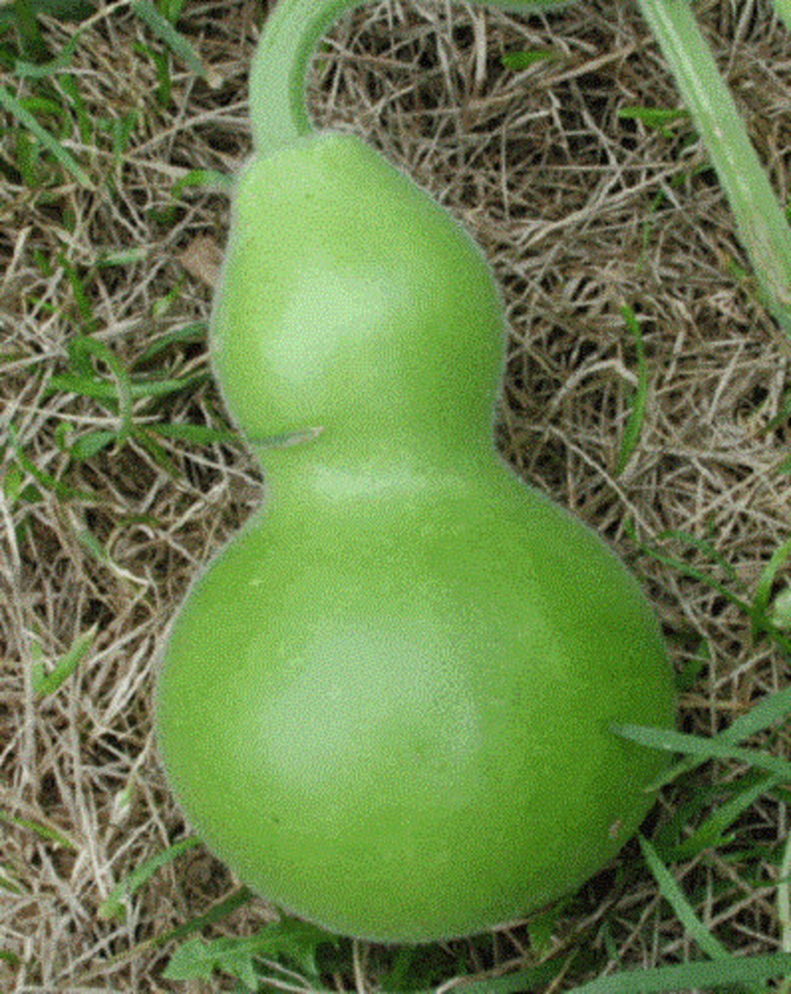 20 BIRDHOUSE GOURD hard Shelled Gourd / Calabash Lagenaria Siceraria ...