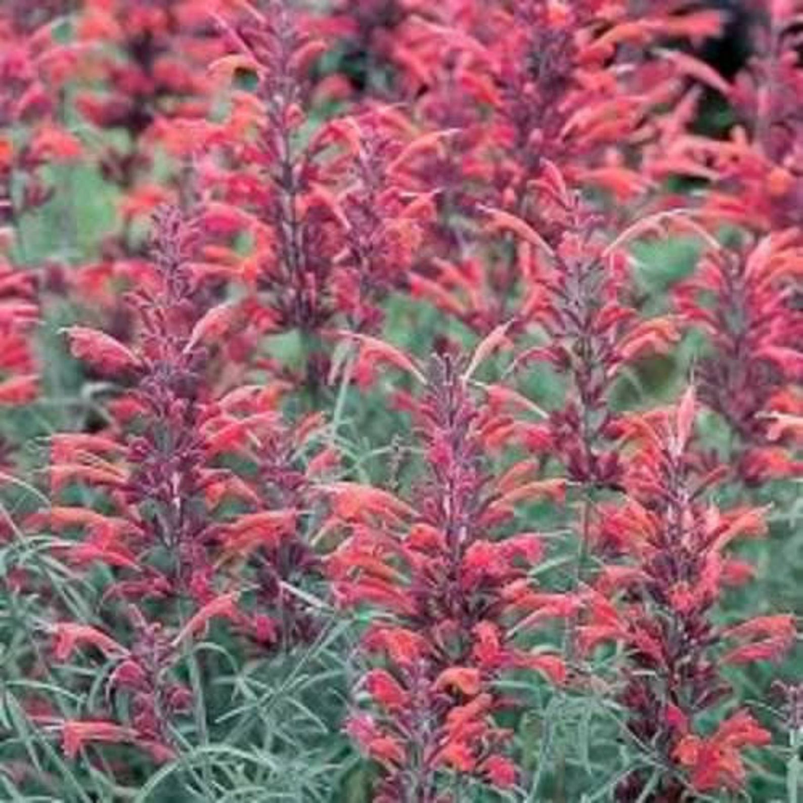 30 Red AGASTACHE HEATHER QUEEN Hummingbrid Mint Hyssop Flower Herb ...