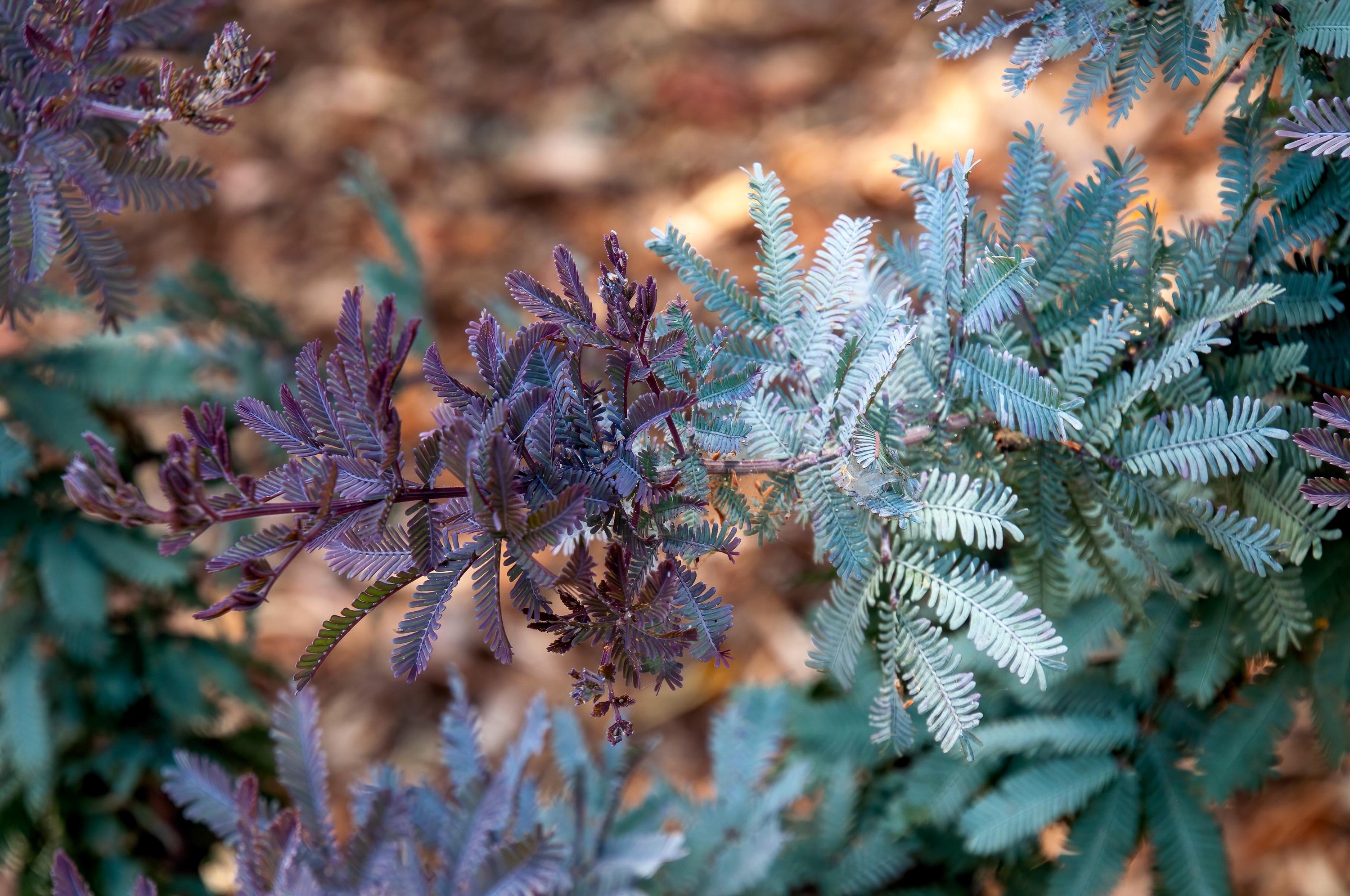 10 PURPLE ACACIA Baileyana Purpurea Fernleaf Mimosa Cootamundra Wattle ...