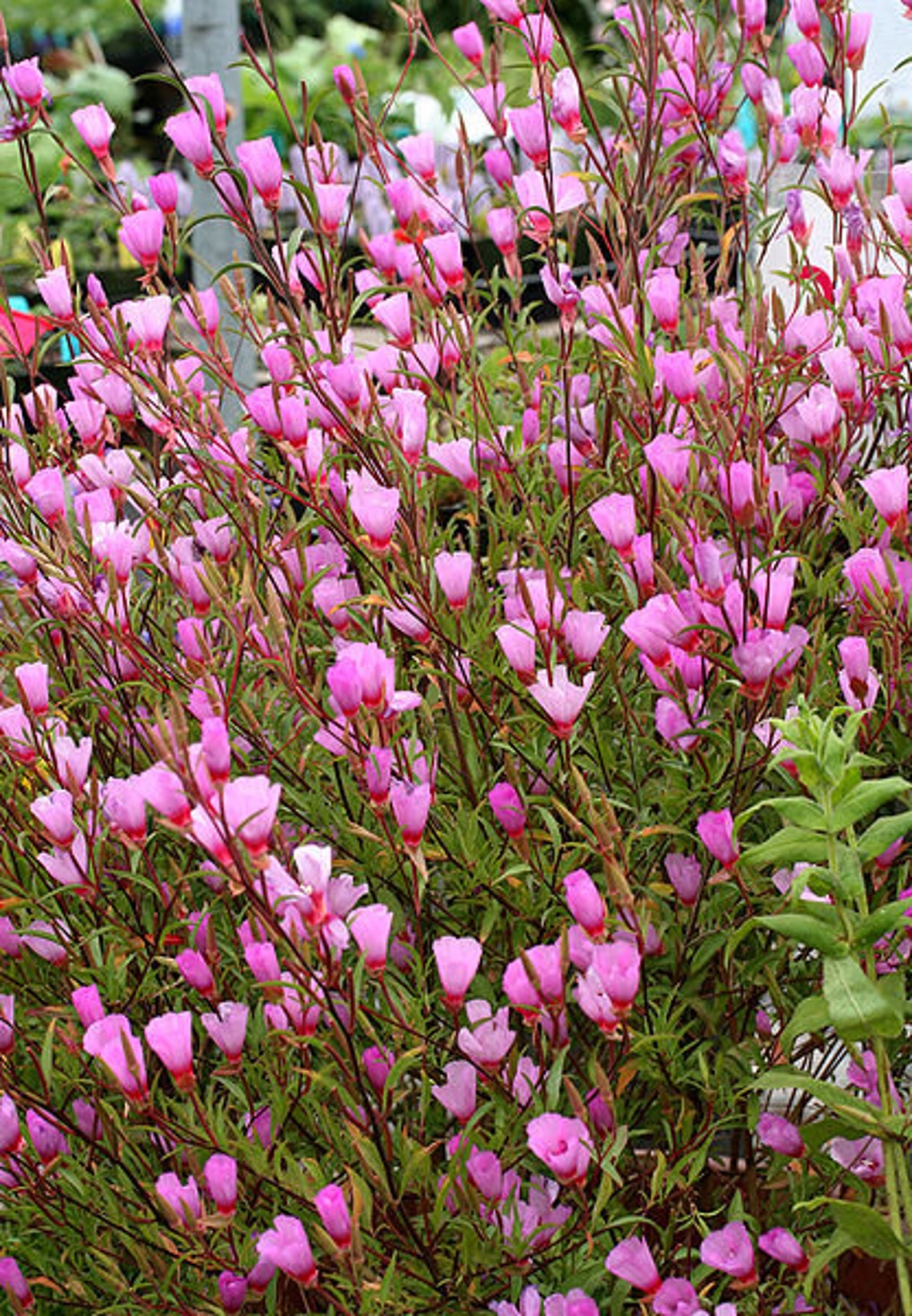 500 Pink FAREWELL TO SPRING Clarkia Elegans Godetia Flower - Etsy