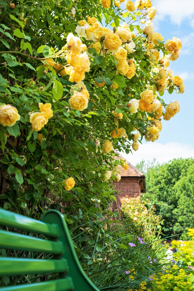 5 YELLOW CLIMBING ROSE Rosa Bush Vine Climber Fragrant - Etsy