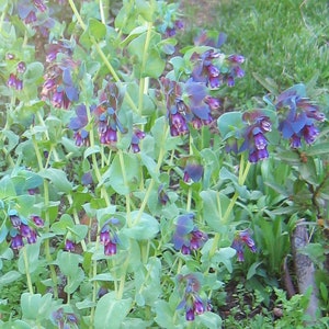10 BLUE SHRIMP PLANT / Honeywort Cerinthe Major Flower Seeds - Etsy