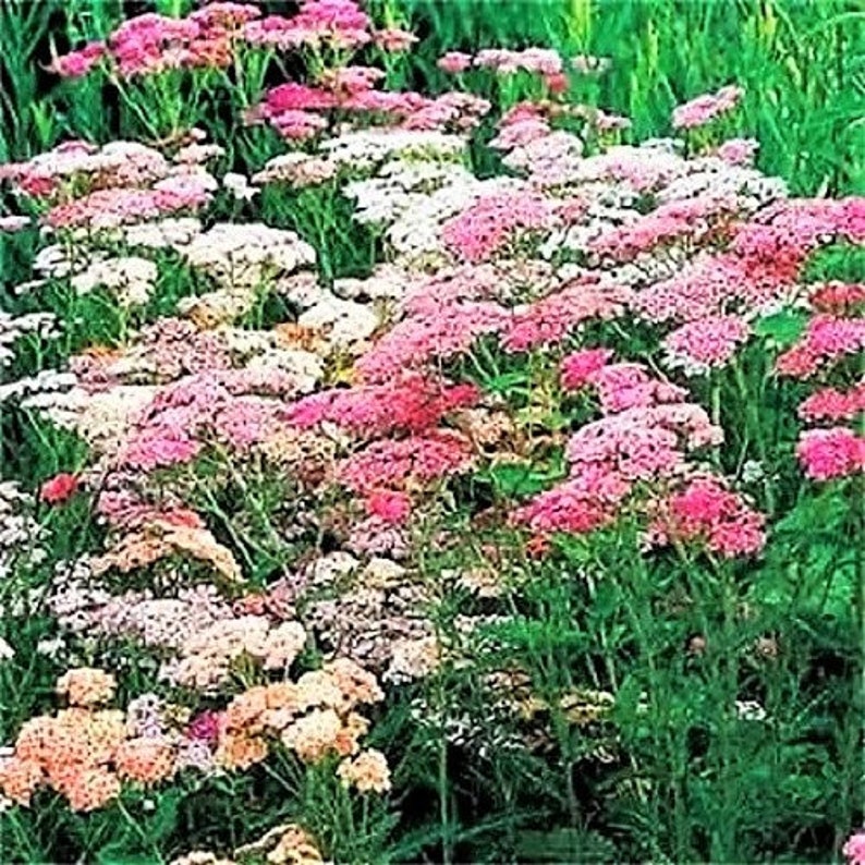 500 MIXED SUMMER YARROW Achillea Millefolium Red Pink White - Etsy