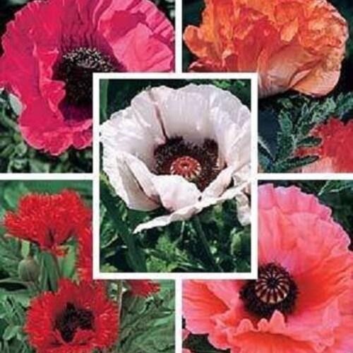 500 ORIENTAL RED Mix POPPY Papaver Orientale Flower Seeds - Etsy
