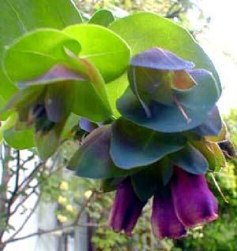 10 BLUE SHRIMP PLANT / Honeywort Cerinthe Major Flower Seeds - Etsy