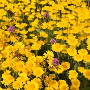 250 GOLDEN MARGUERITE DAISY Dyer's Yellow Chamomile Anthemis Tinctoria ...