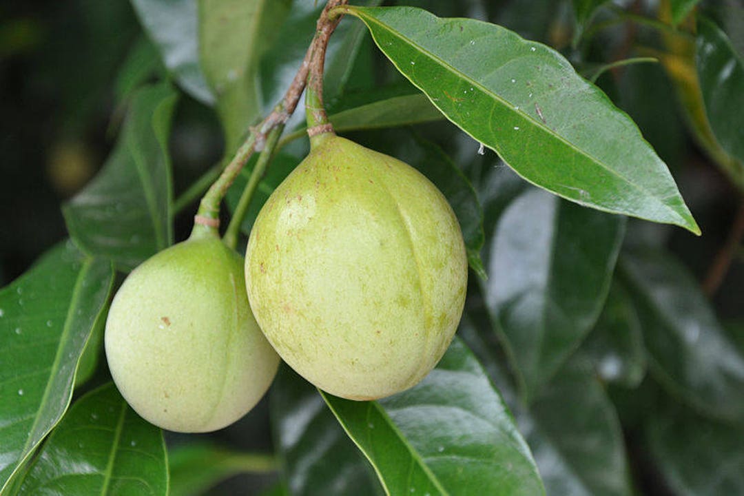 1 NUTMEG TREE Seed Myristica Fragrans Pala MACE Fruit Nut Pumpkin Pie ...