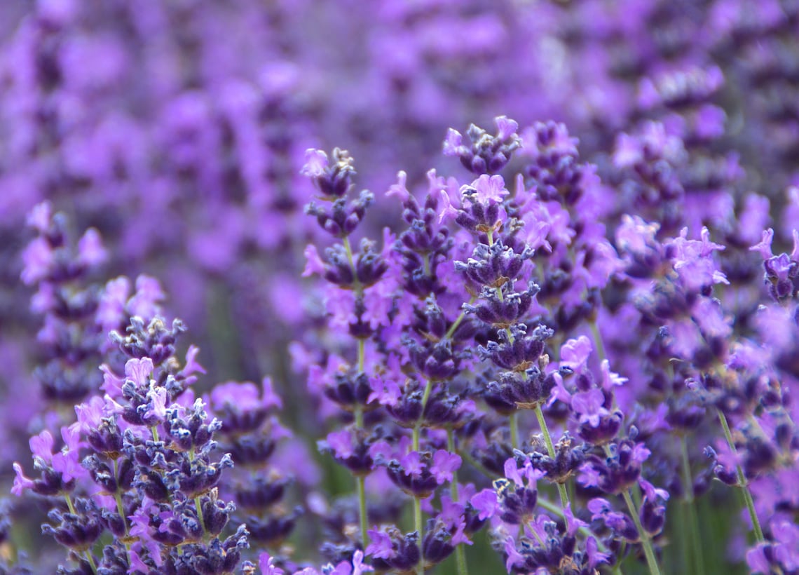 500 True ENGLISH LAVENDER VERA Lavandula Angustifolia Vera | Etsy