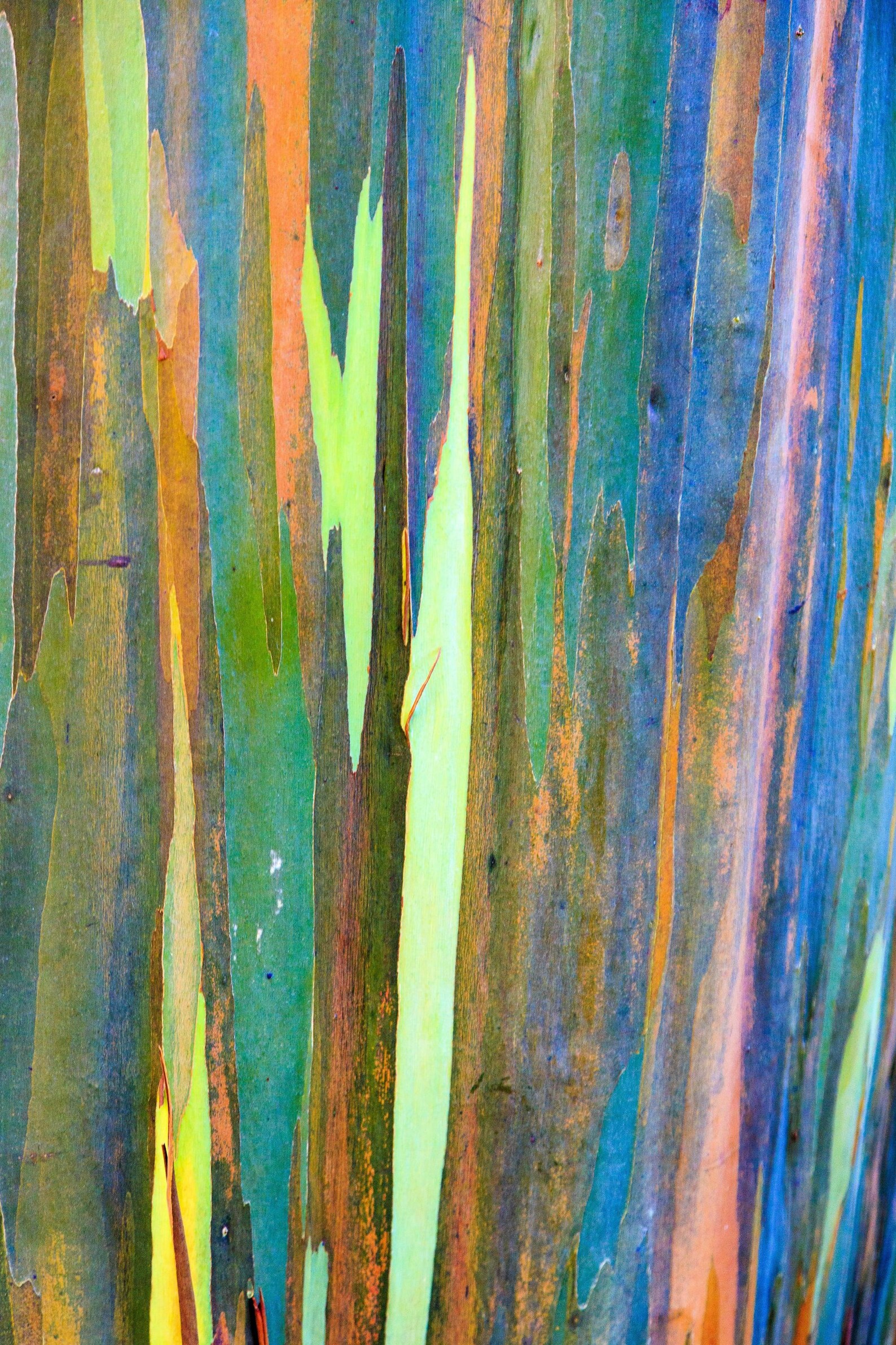 50 RAINBOW EUCALYPTUS Deglupta Gum Multicolor Bark Tree Seeds - Etsy