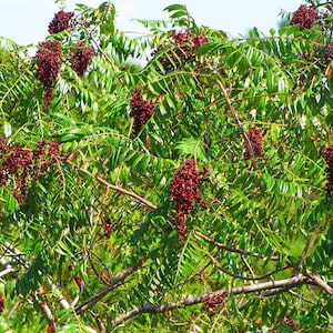 30 FLAMELEAF SUMAC TREE Shining Dwarf Winged Rhus Schmaltzia Copallina ...