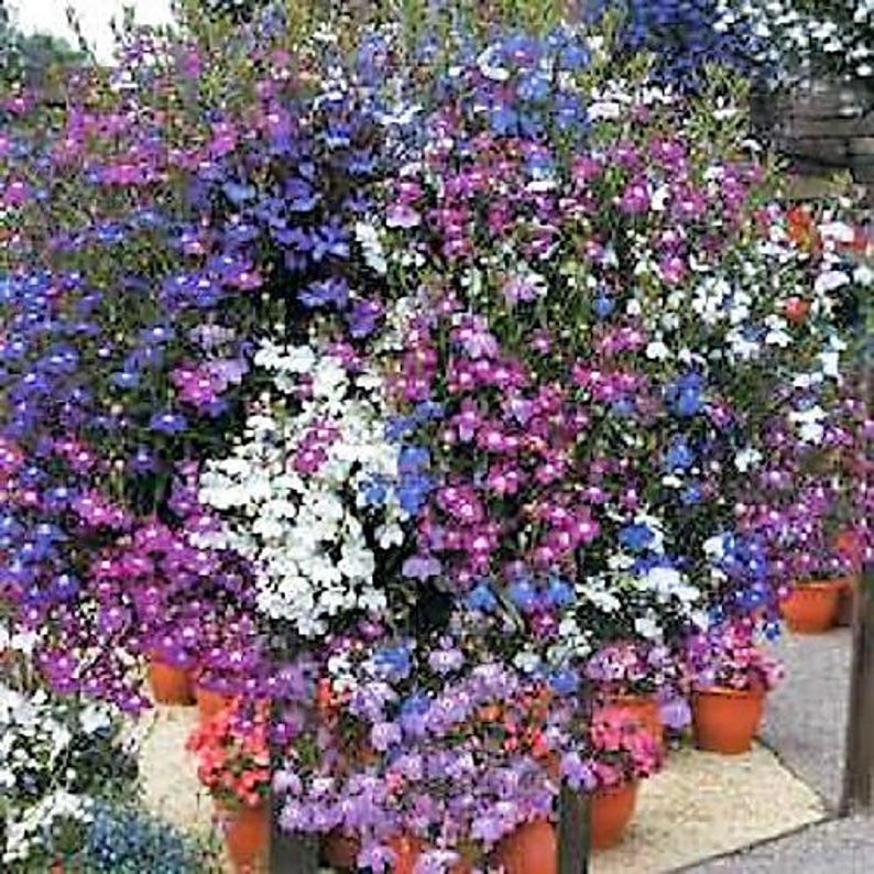 200 MIXED COLORS LOBELIA Regatta Lobelia Erinus Flower Seeds - Etsy