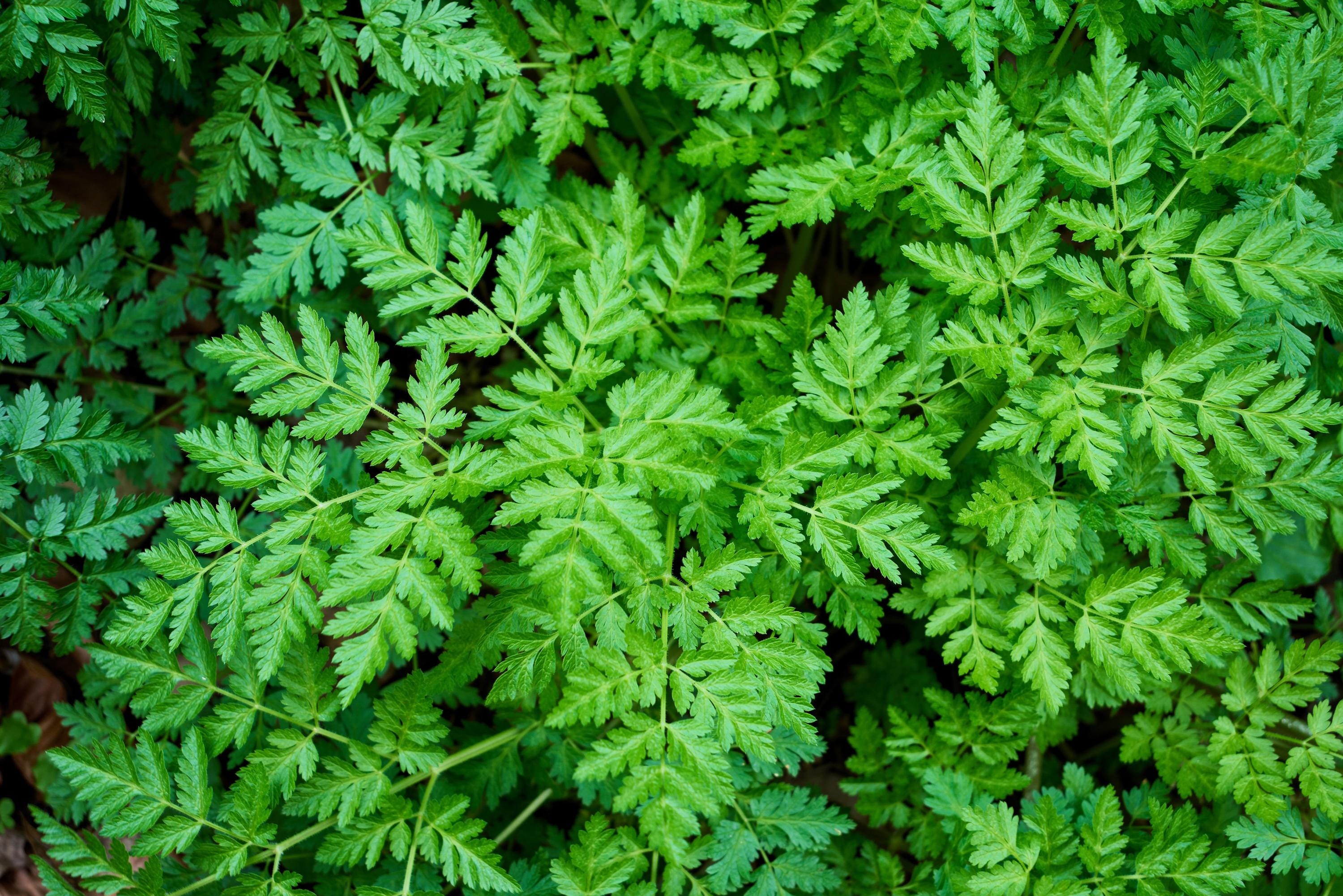20 SWEET CICELY Myrrhis Odorata Herb Fragrant Flower Licorice Flavor ...