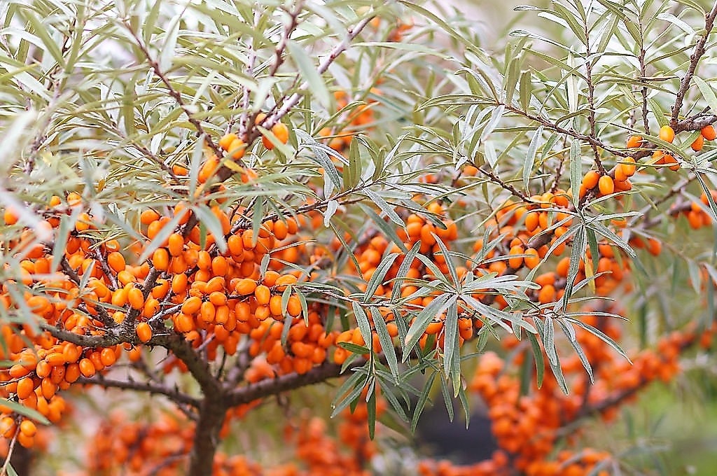 100 SEABERRY Sea Buckthorn Elaeagnus Hippophae Rhamnoides Orange Berry ...