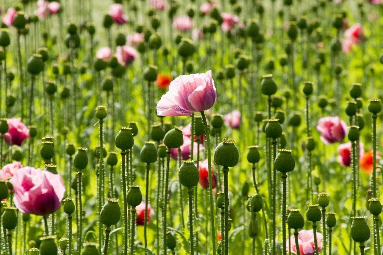 1000 PINK & WHITE POPPY Papaver Somniferum Flower Seeds *flat Shipping ...