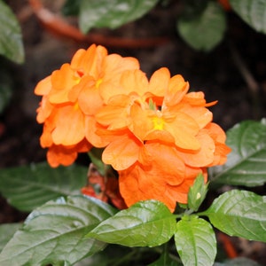 10 ORANGE MARMALADE CROSSANDRA Infundibuliformis Firecracker Flower ...