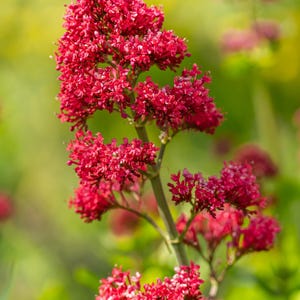 50 RED JUPITER'S BEARD Valerian Keys of Heaven Centranthus Ruber Flower ...