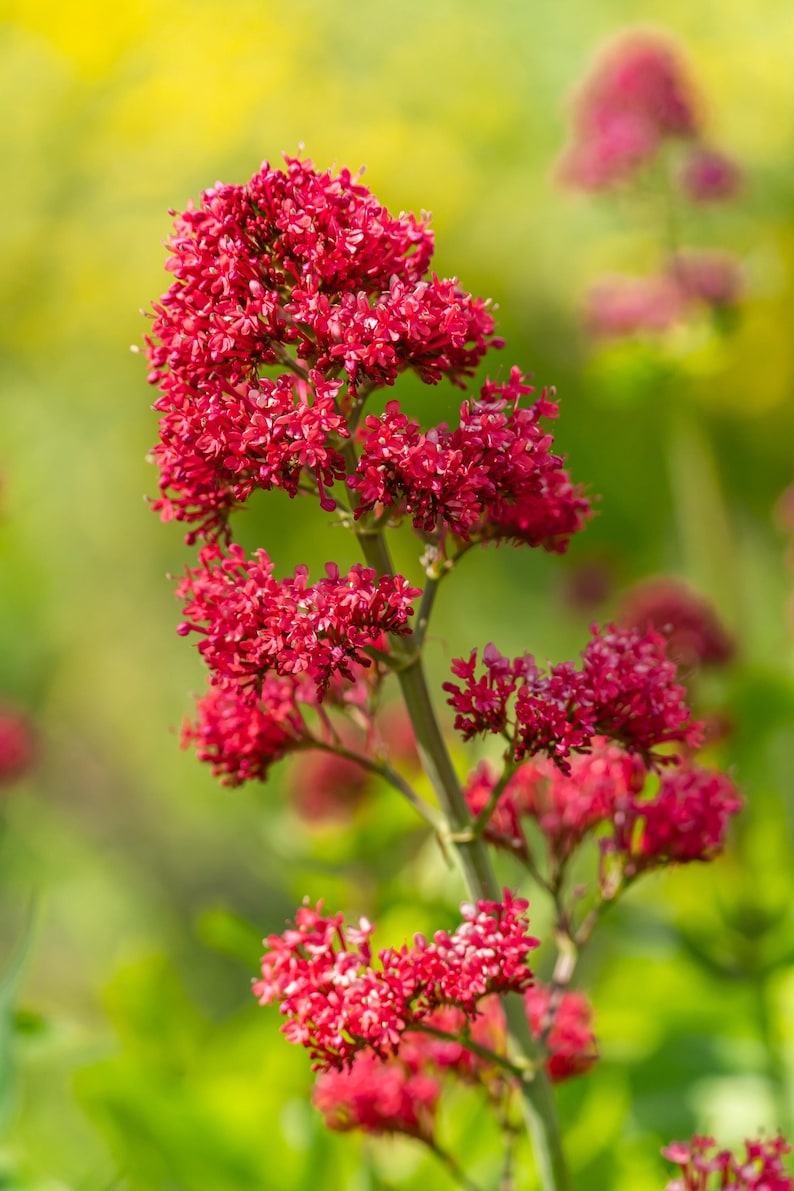 50 RED JUPITER'S BEARD Valerian Keys of Heaven Centranthus Ruber Flower ...