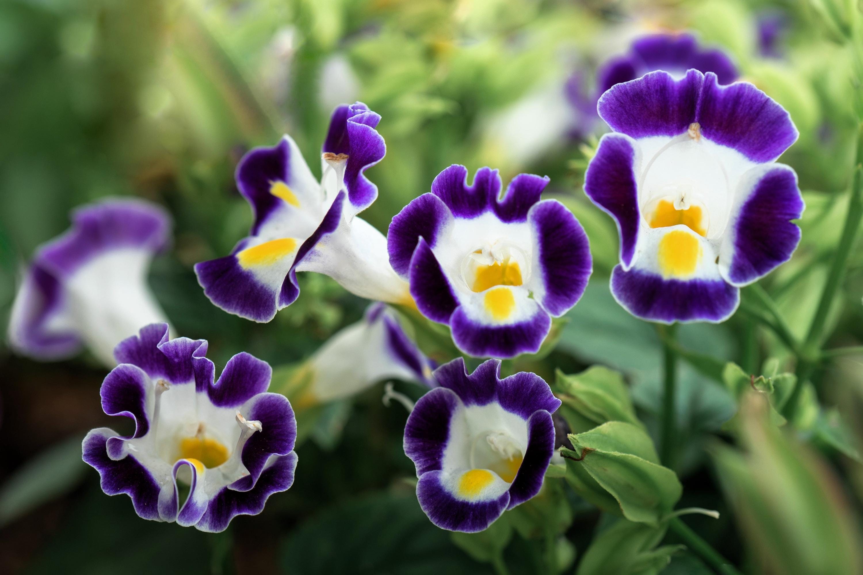 10 KAUAI MIX TORENIA Fournieri Sun or Shade Wishbone Flower Seeds ...