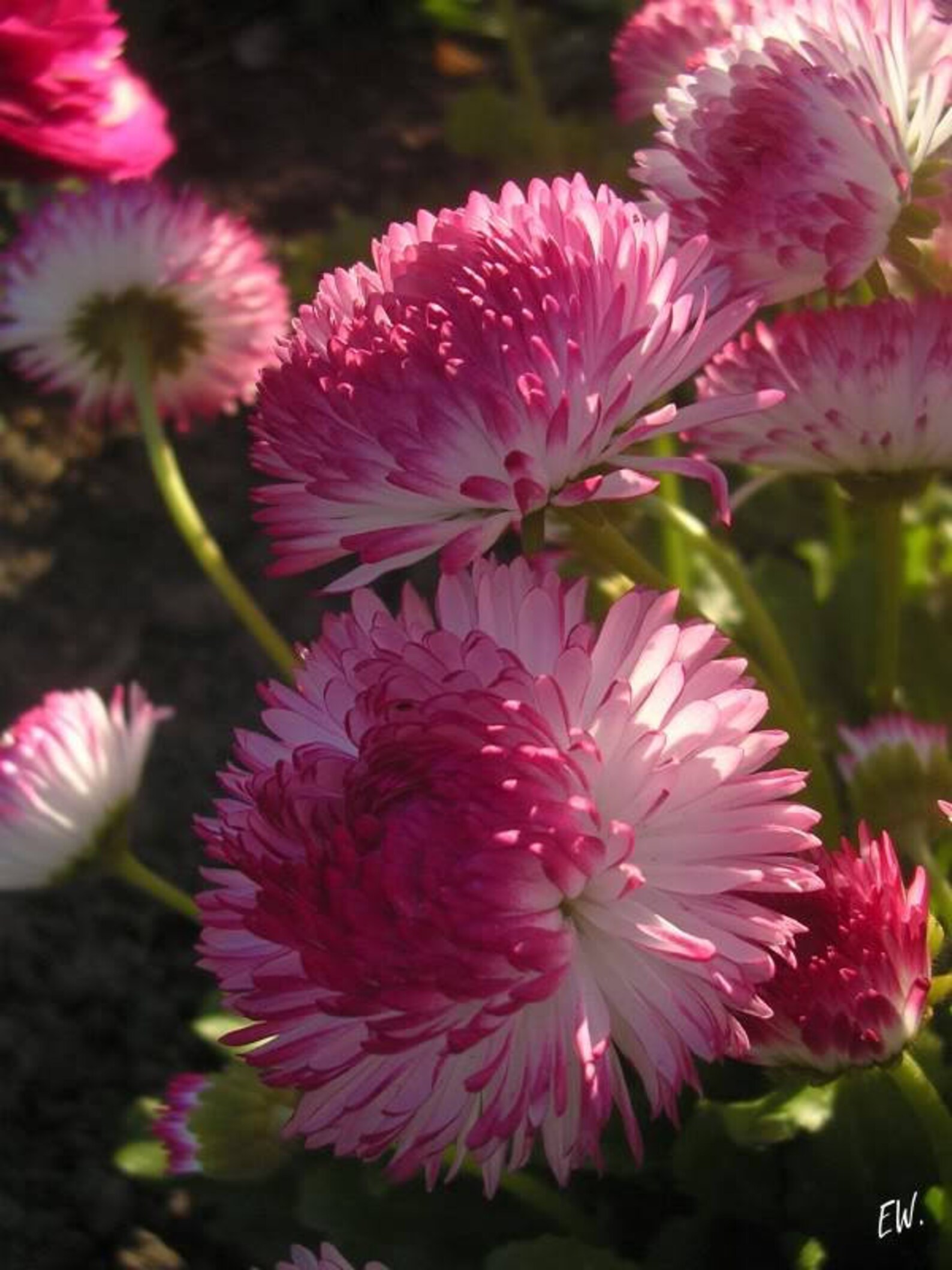 100 Strawberries & Cream ENGLISH DAISY Bellis Perennis Flower - Etsy