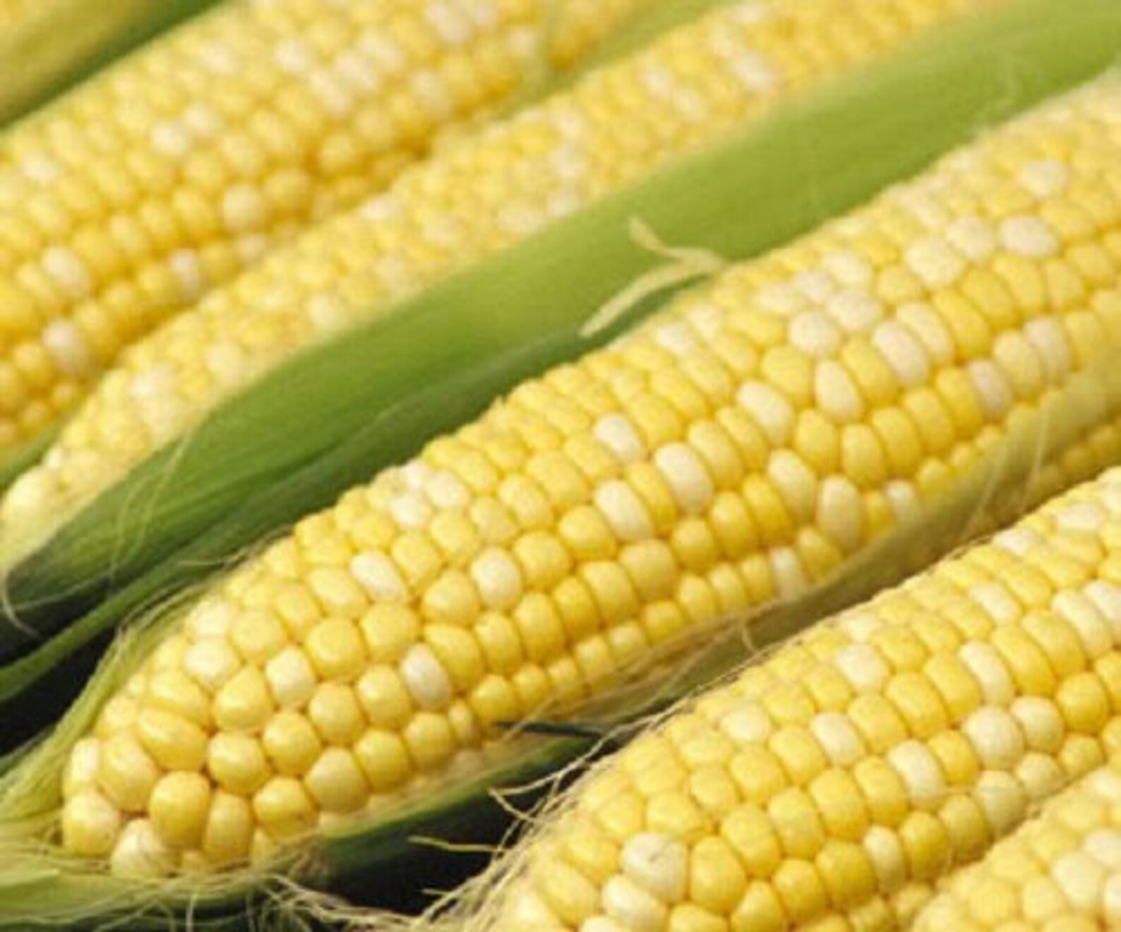 60 BILICIOUS BICOLOR CORN Sweet Yellow & White Zea Mays - Etsy
