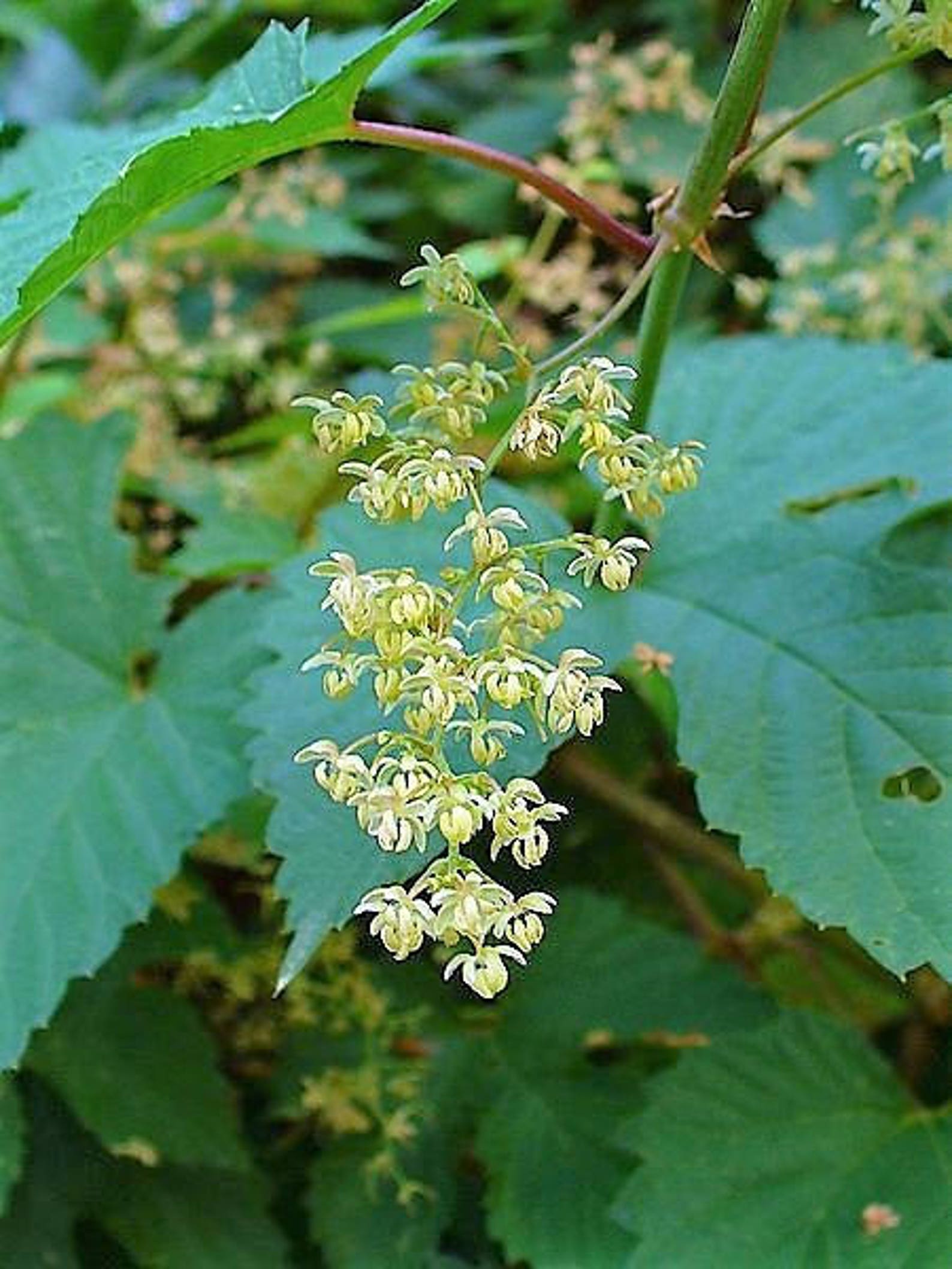 25 COMMON HOPS European Humulus Lupulus Vine Seeds Beer Making - Etsy